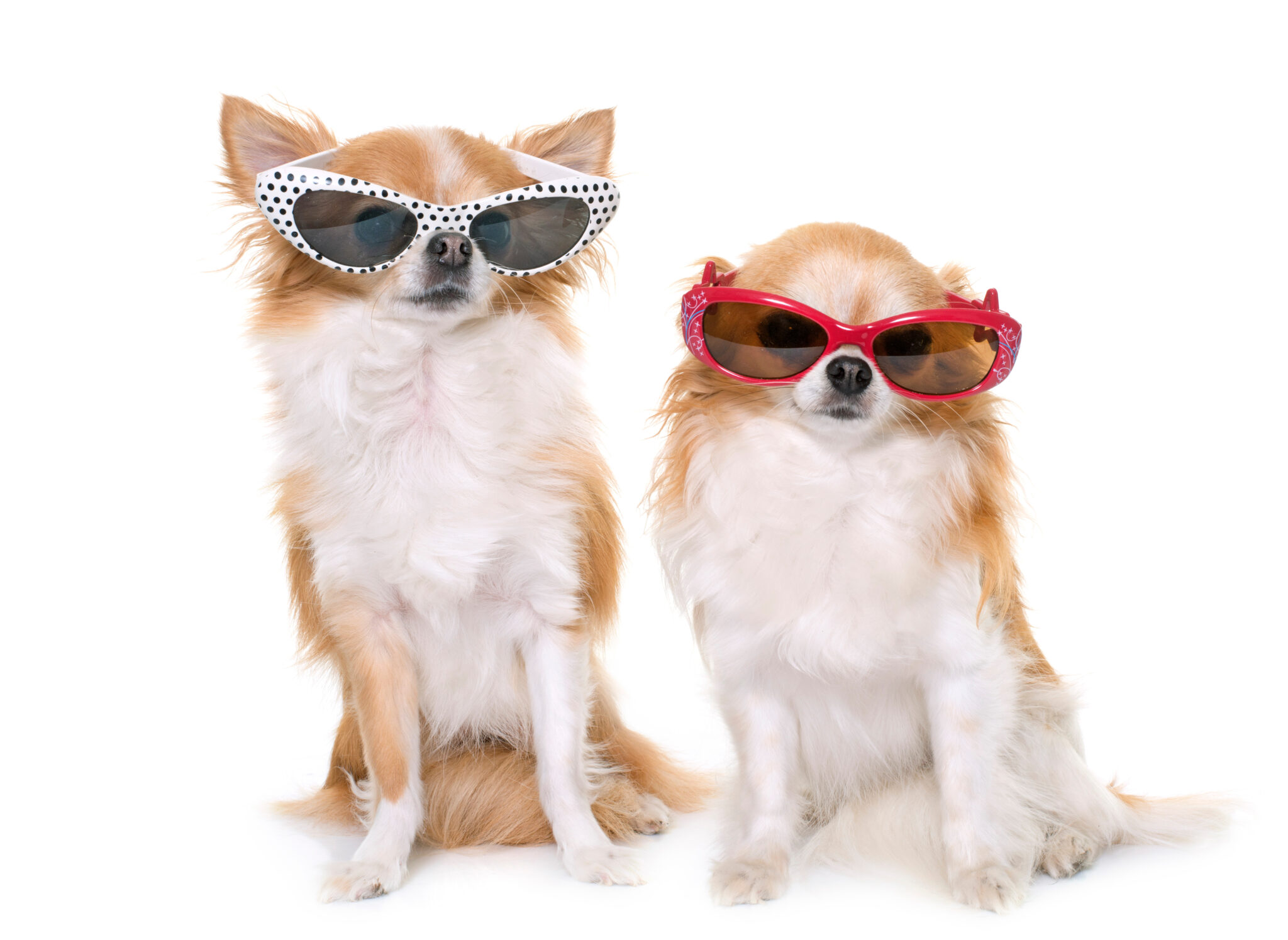 Highlights – Pittsburgh Pet Expo – November 3-5, 2023